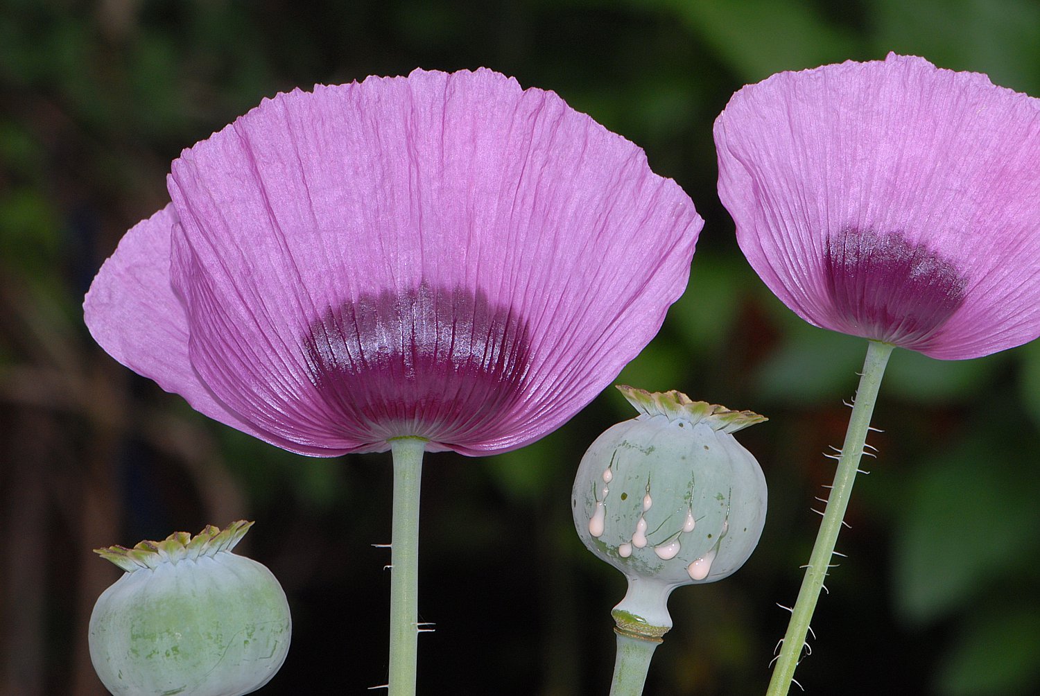 Schlafmohn (Papaver somniferum) – Opium & Alkaloide | AWL.ch