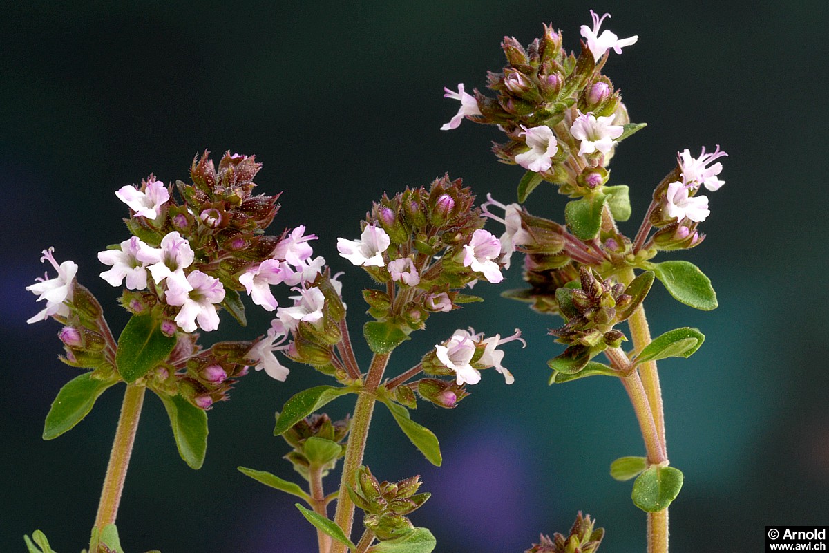 Thymian - Thymus vulgaris - AWL.ch